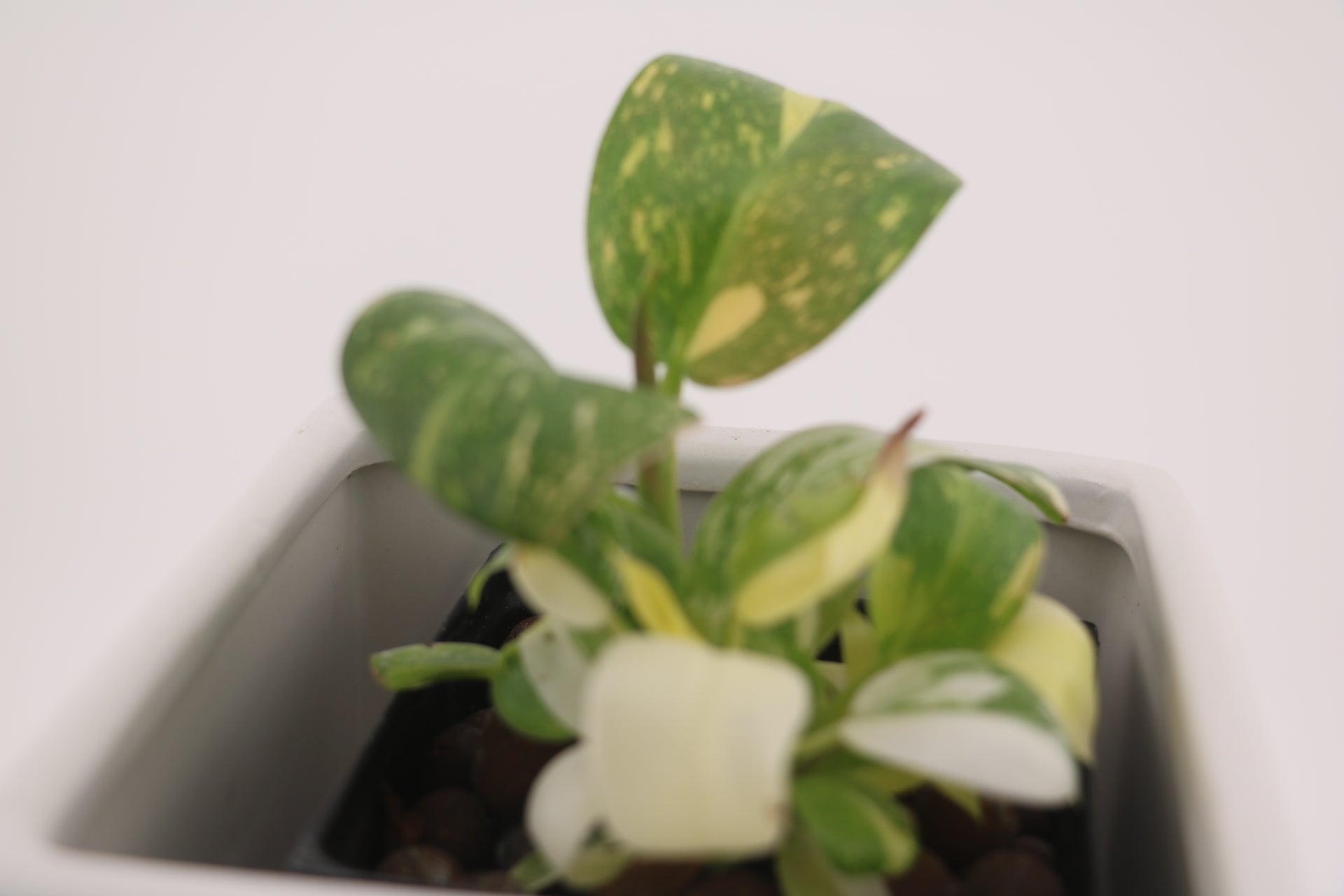 Variegated Philodendron Green Congo * Exact Plant * – Verdant Touch